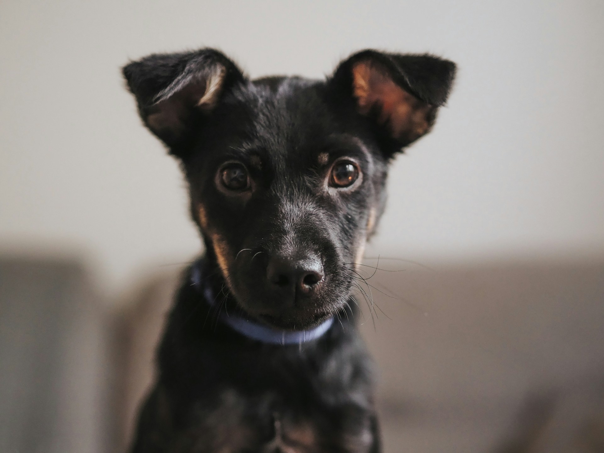 Hlídací plemena psů | Petsy