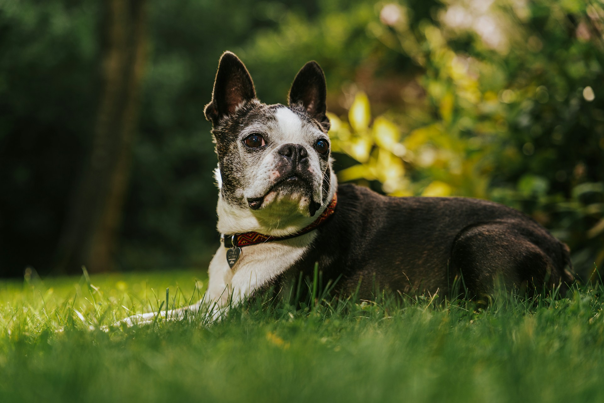 Plemena psů USA | Petsy